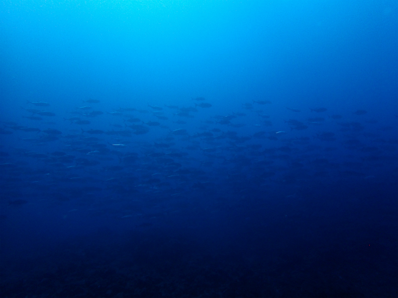 %e3%82%ae%e3%83%b3%e3%82%ac%e3%83%a1%e3%82%a2%e3%82%b8 | 西表島 ダイビング ...