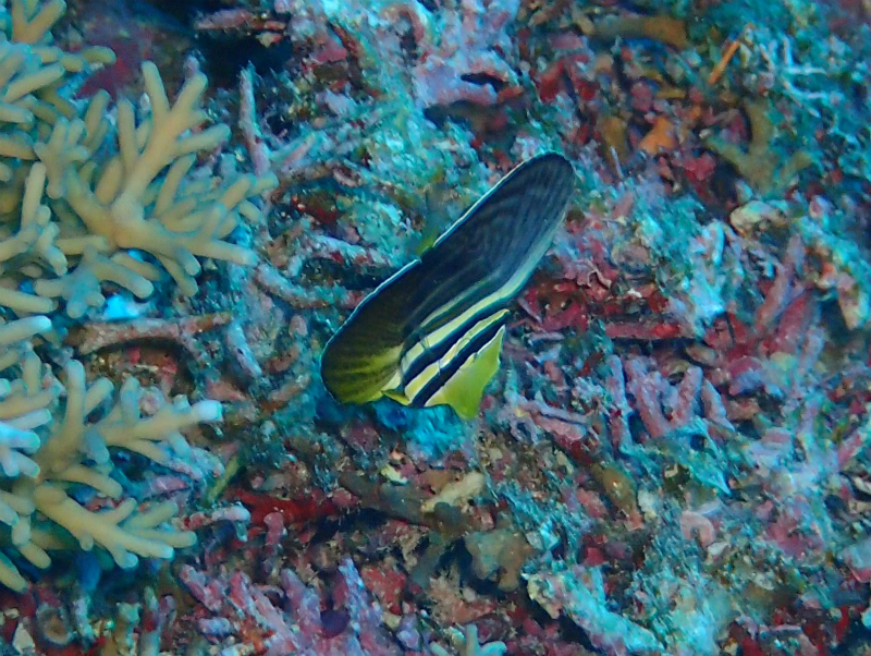 %e3%83%92%e3%83%ac%e3%83%8a%e3%82%ac%e3%83%8f%e3%82%aebaby | 西表島 ダイビング ...